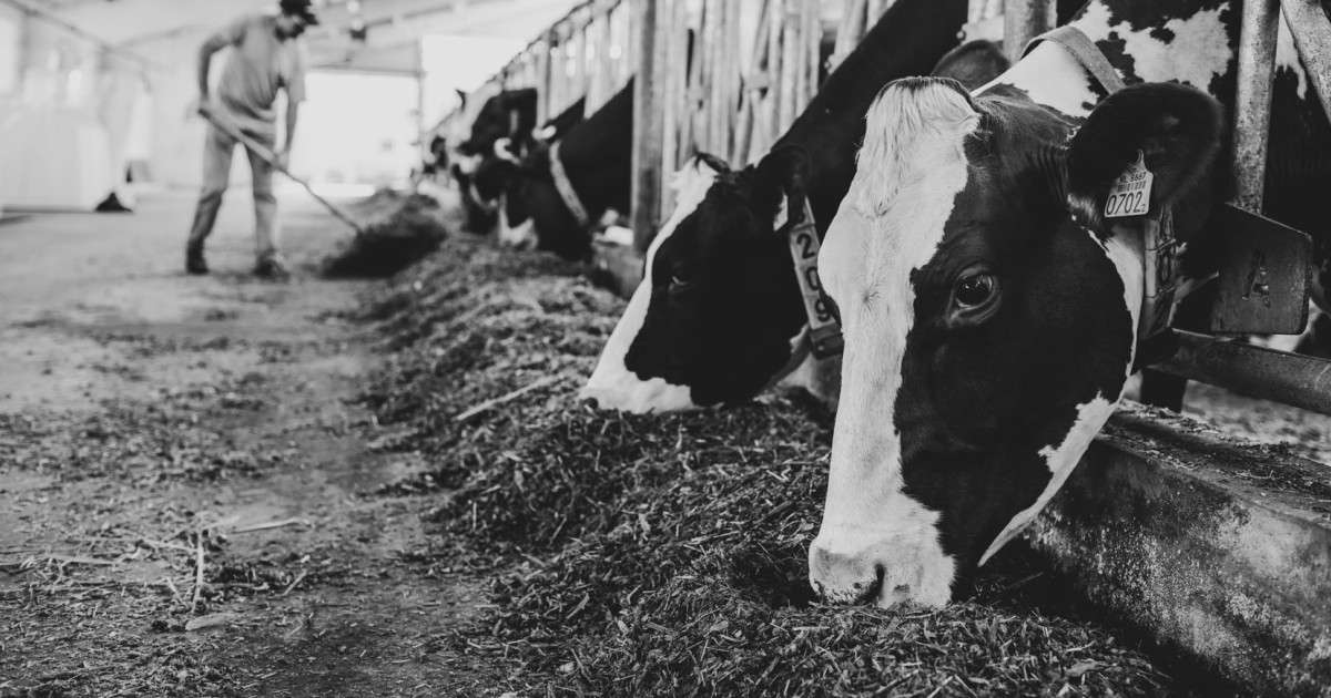 Manual | CowMotion